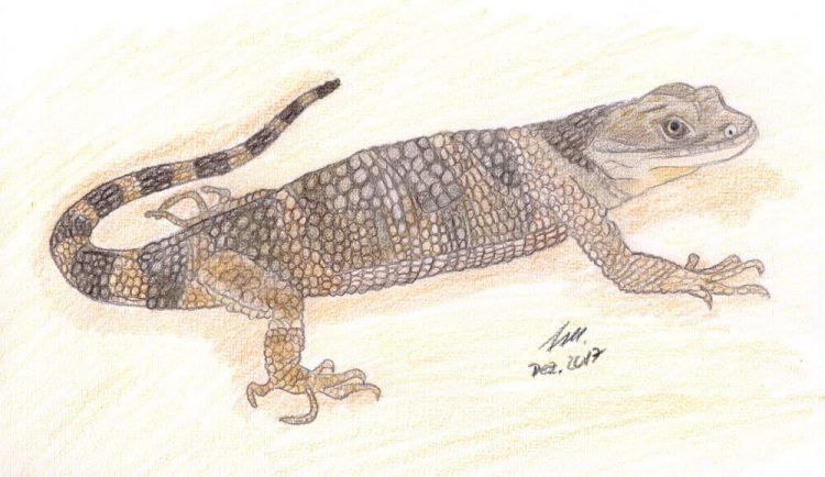 Tier ABC: X wie Xenosaurus - Xenosaurus zeichnen und malen