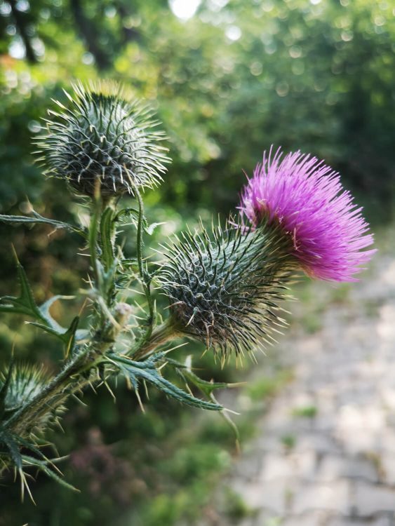 Hummeln und Disteln Fotovorlagen zum Abzeichnen