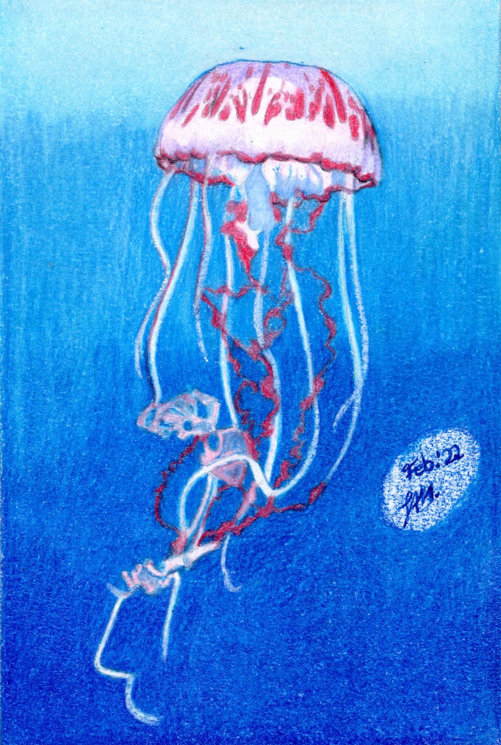 Qualle zeichnen mit Holbein Artists' Colored Pencils Buntstifttutorial