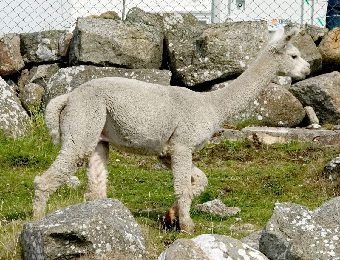Lama Fotovorlagen zum Abzeichnen - Zeichenvorlagen