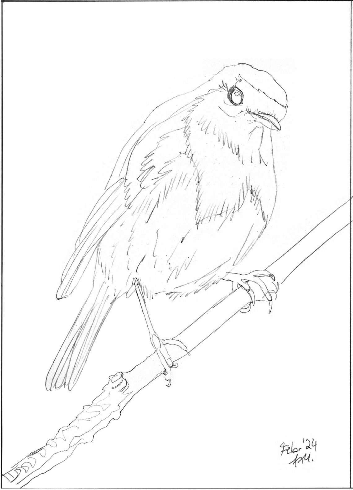 Rotkehlchen zeichnen mit Faber-Castell Goldfaber Sketch Marker