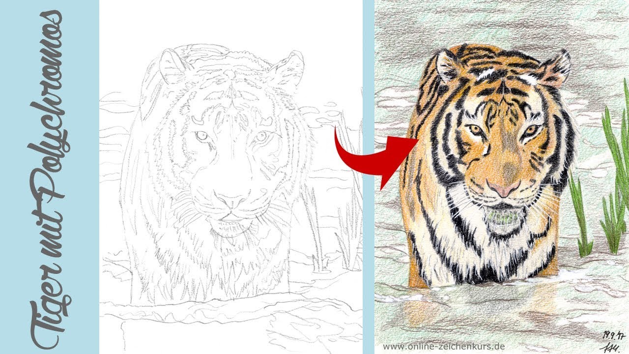 Tier ABC: T wie Tiger - Tiger zeichnen und malen lernen